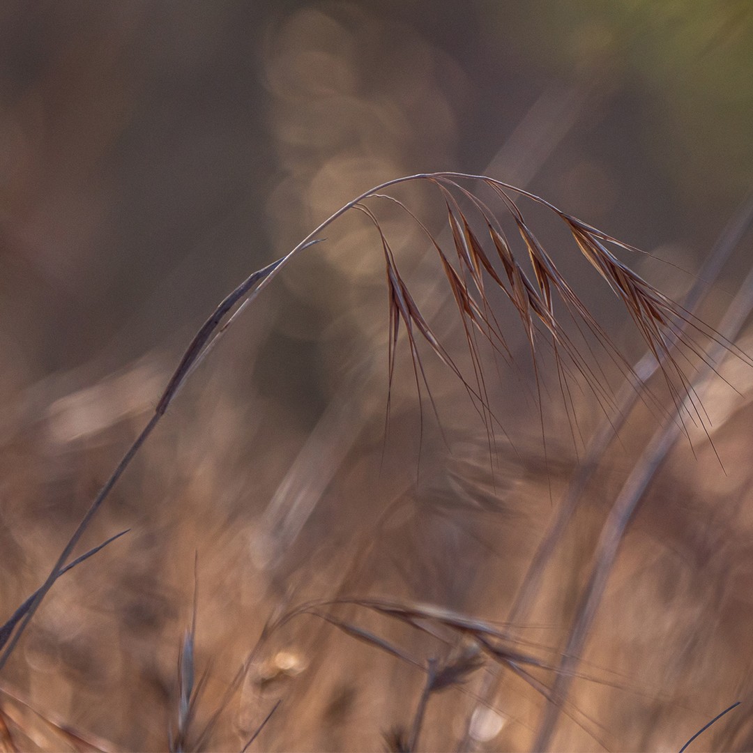 Grand brome rigide (Bromus rigidus) - PictureThis