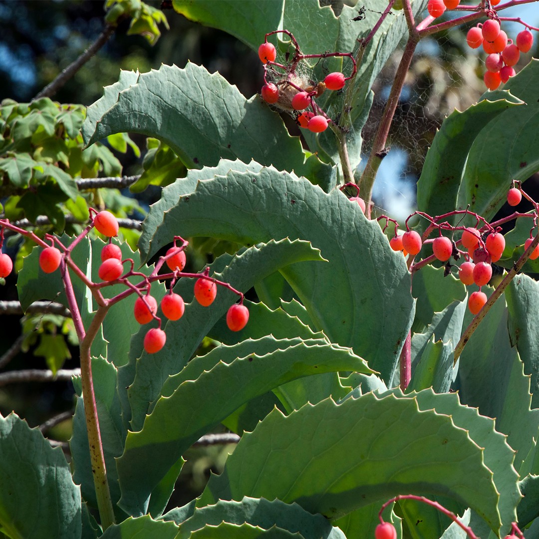 Cyphostemma Care (Watering, Fertilize, Pruning, Propagation) - PictureThis