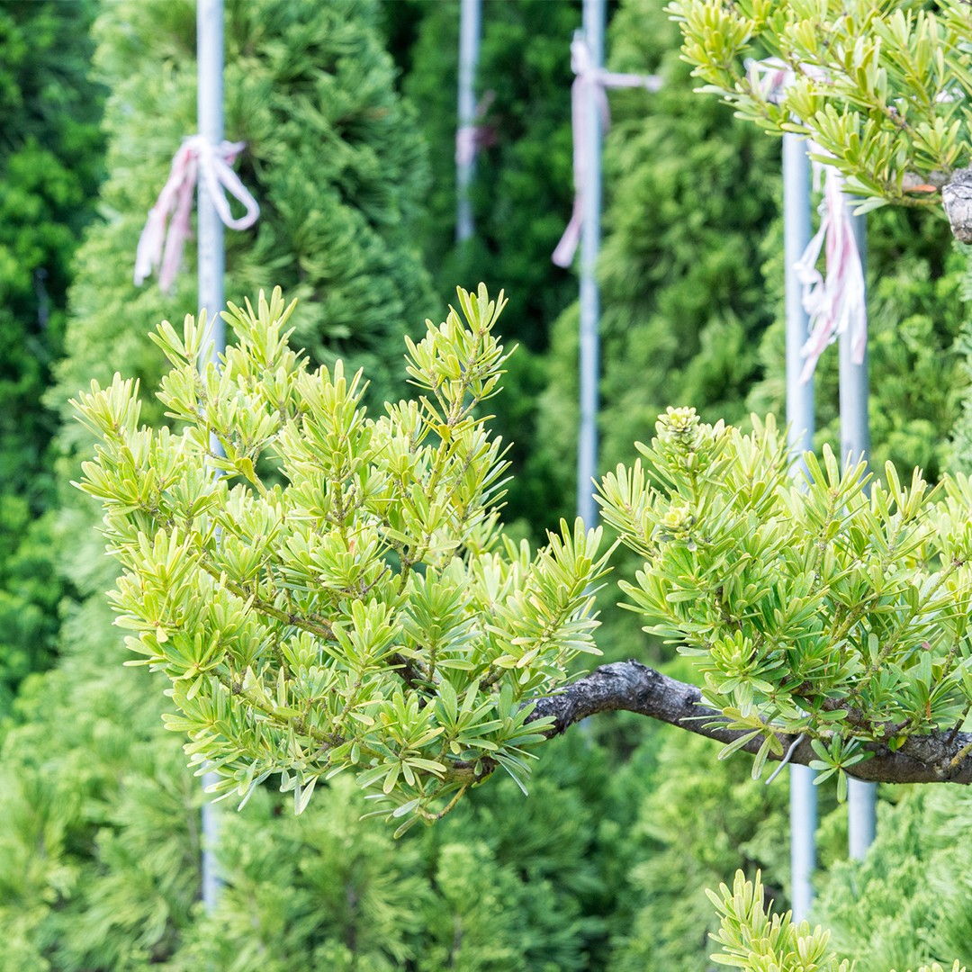 Arius (Podocarpus costalis) Flower, Leaf, Care, Uses - PictureThis