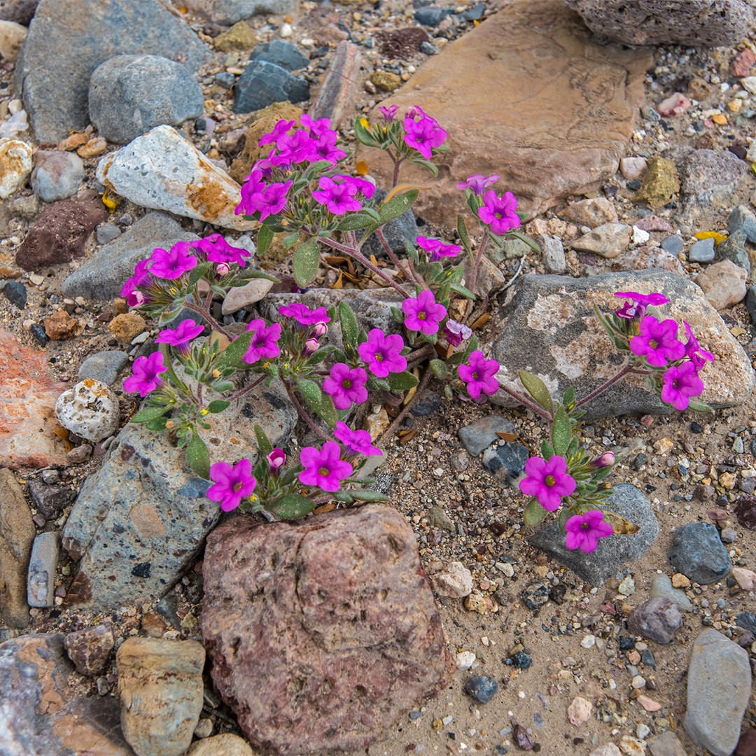 Purple mat Care (Watering, Fertilize, Pruning, Propagation) - PictureThis