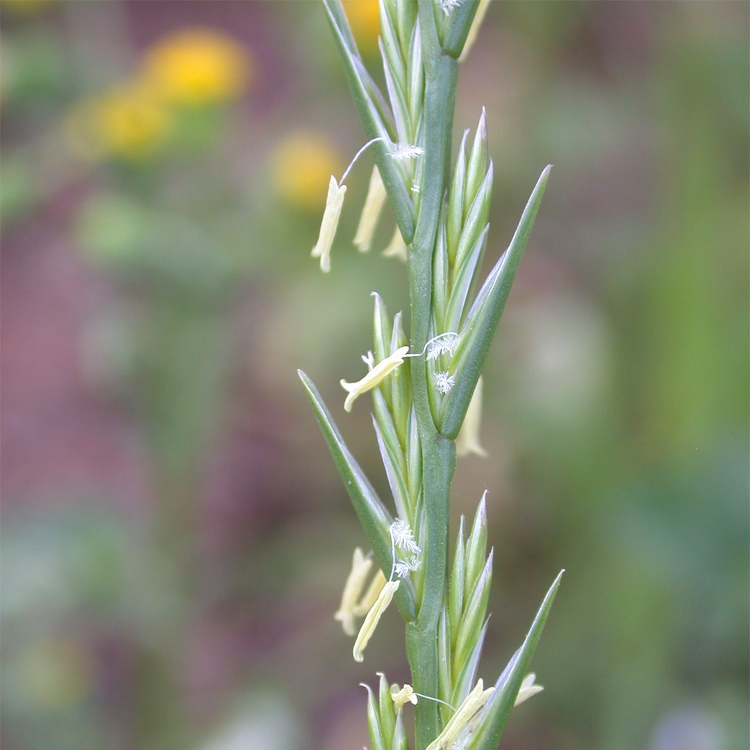 쥐보리속 (Lolium) - PictureThis