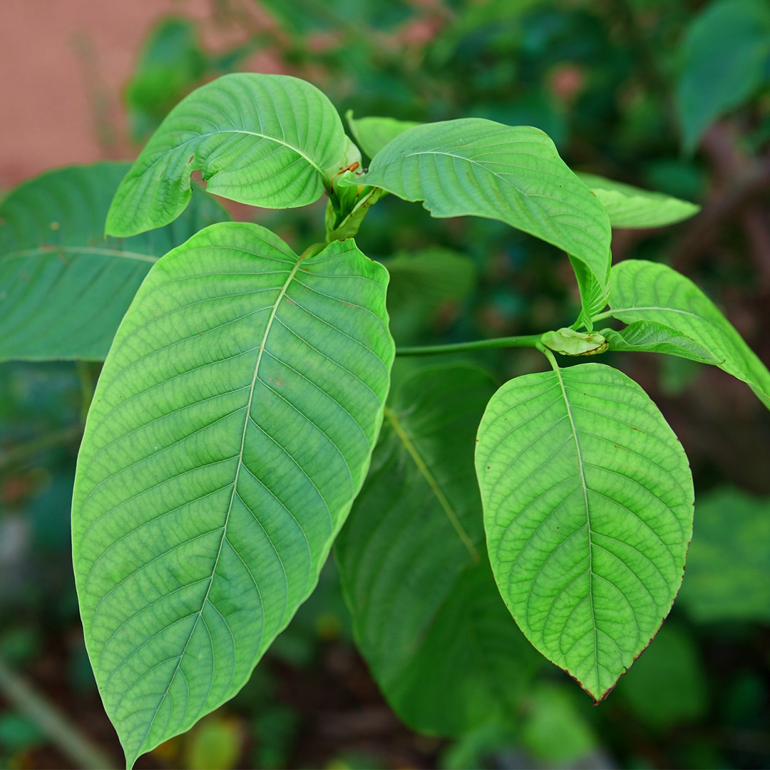 Mitragyna Care (Watering, Fertilize, Pruning, Propagation) - PictureThis