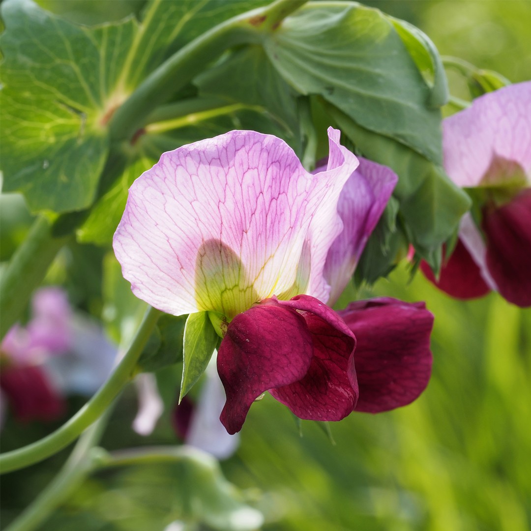 Peas Care (Watering, Fertilize, Pruning, Propagation) - PictureThis