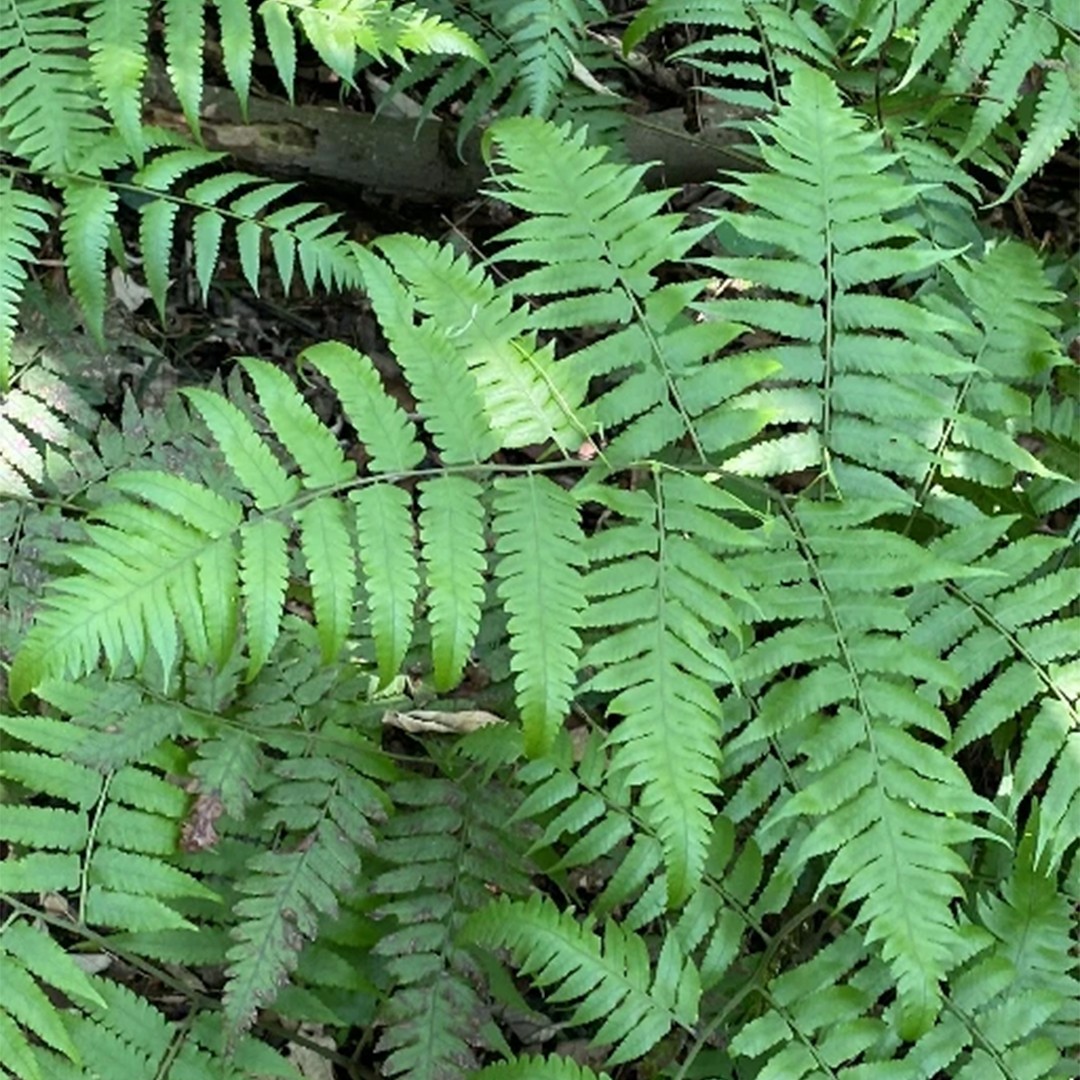 Diplazium - PictureThis