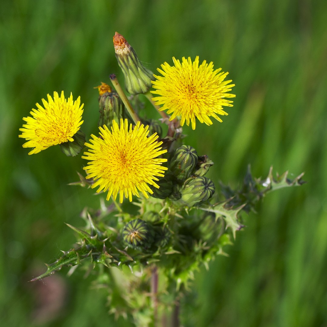 큰방가지똥 침습적입니까? - PictureThis