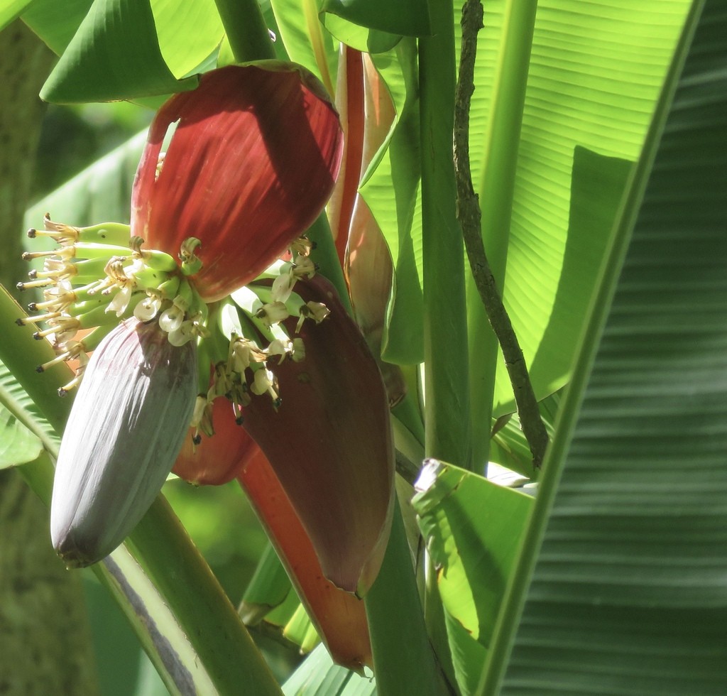 Musa (Musa) - PictureThis