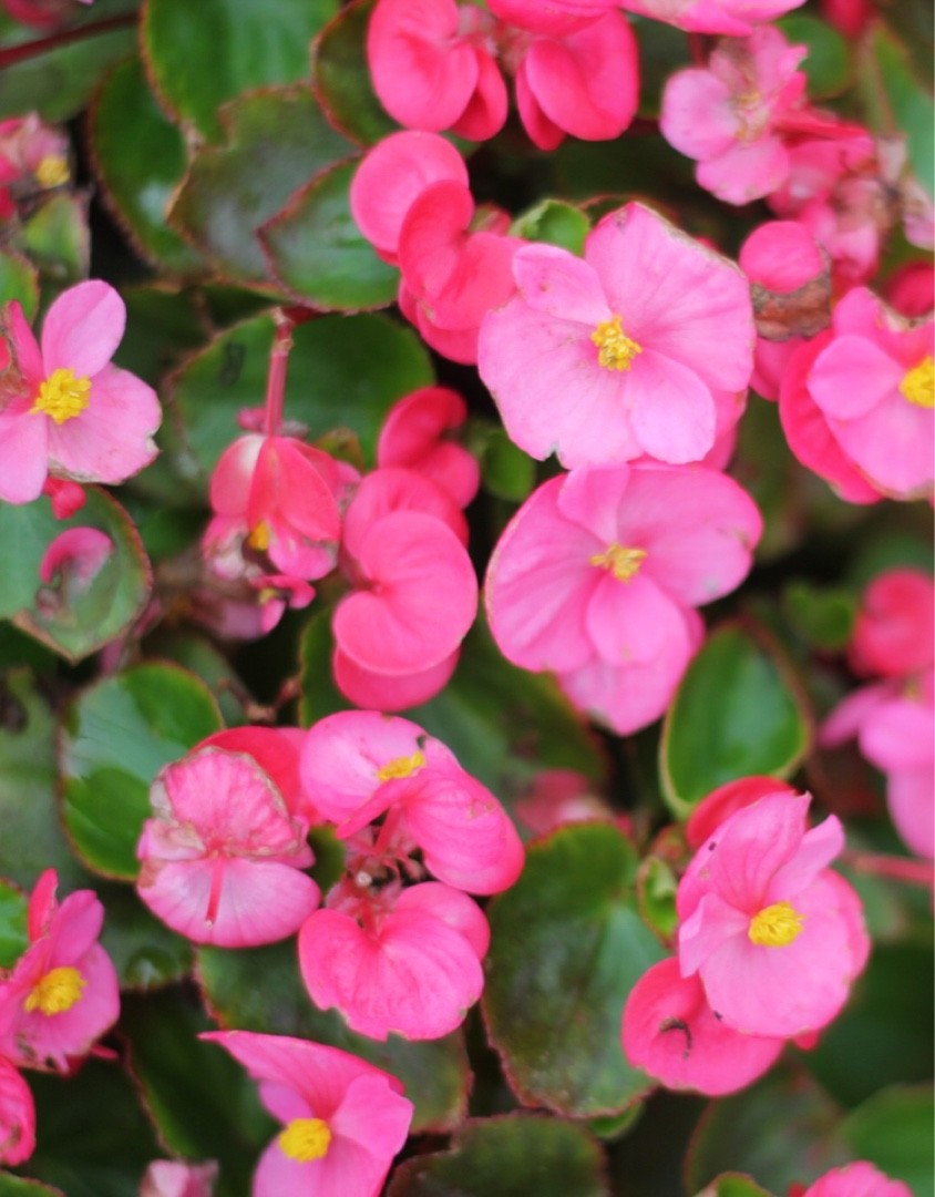 Begonia - PictureThis