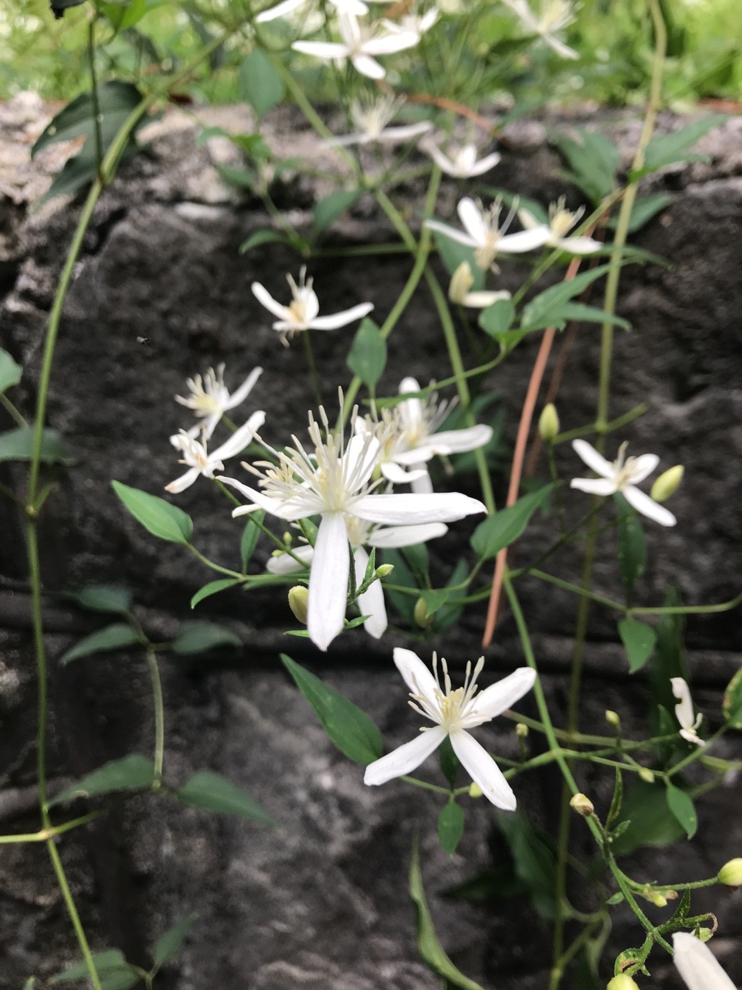 Clematis uncinata - PictureThis
