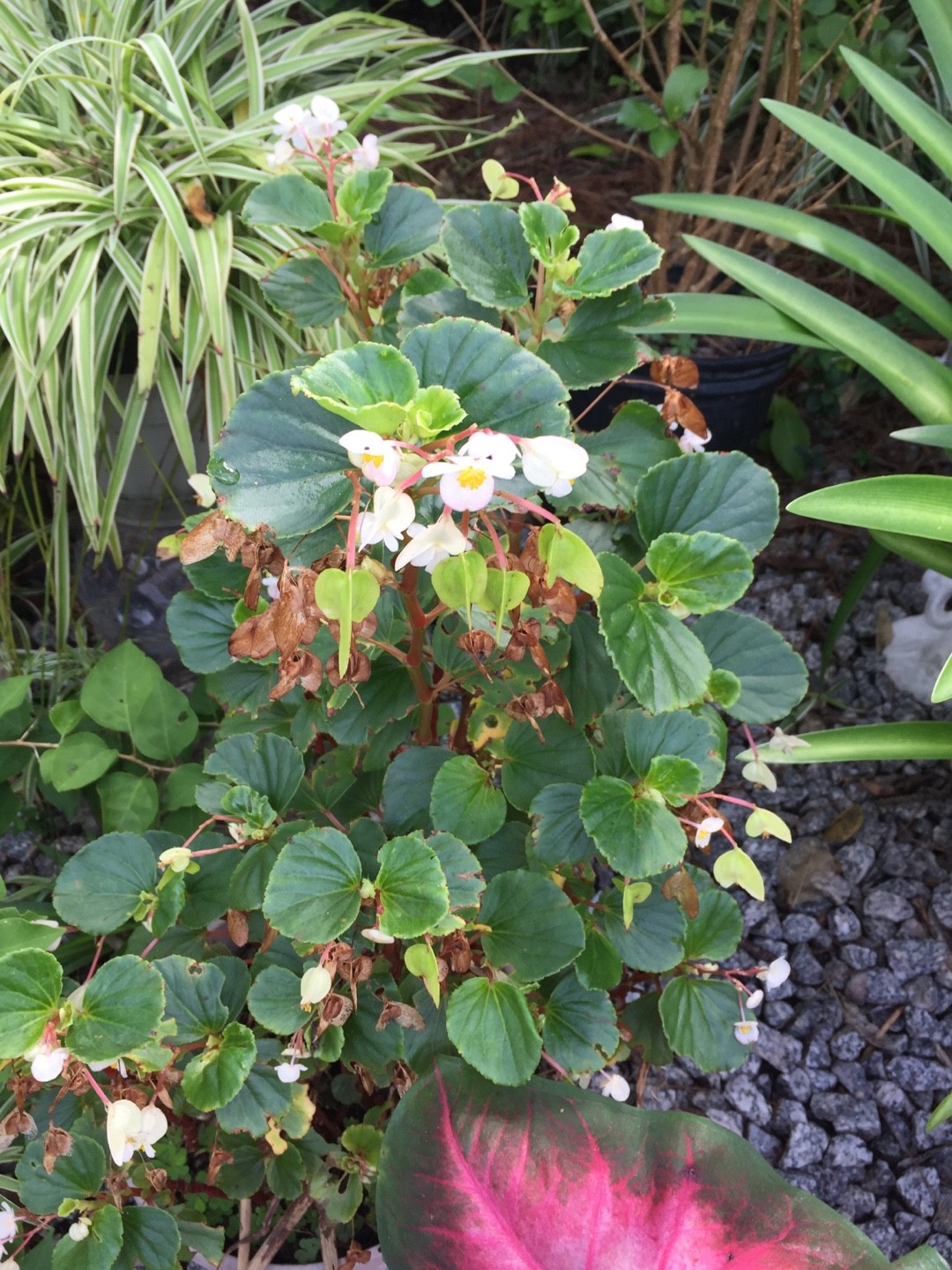 Begonia 照顧，繁殖，開花時間 - PictureThis