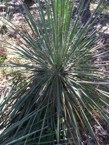 Buckley's yucca (Yucca constricta) Flower, Leaf, Uses - PictureThis