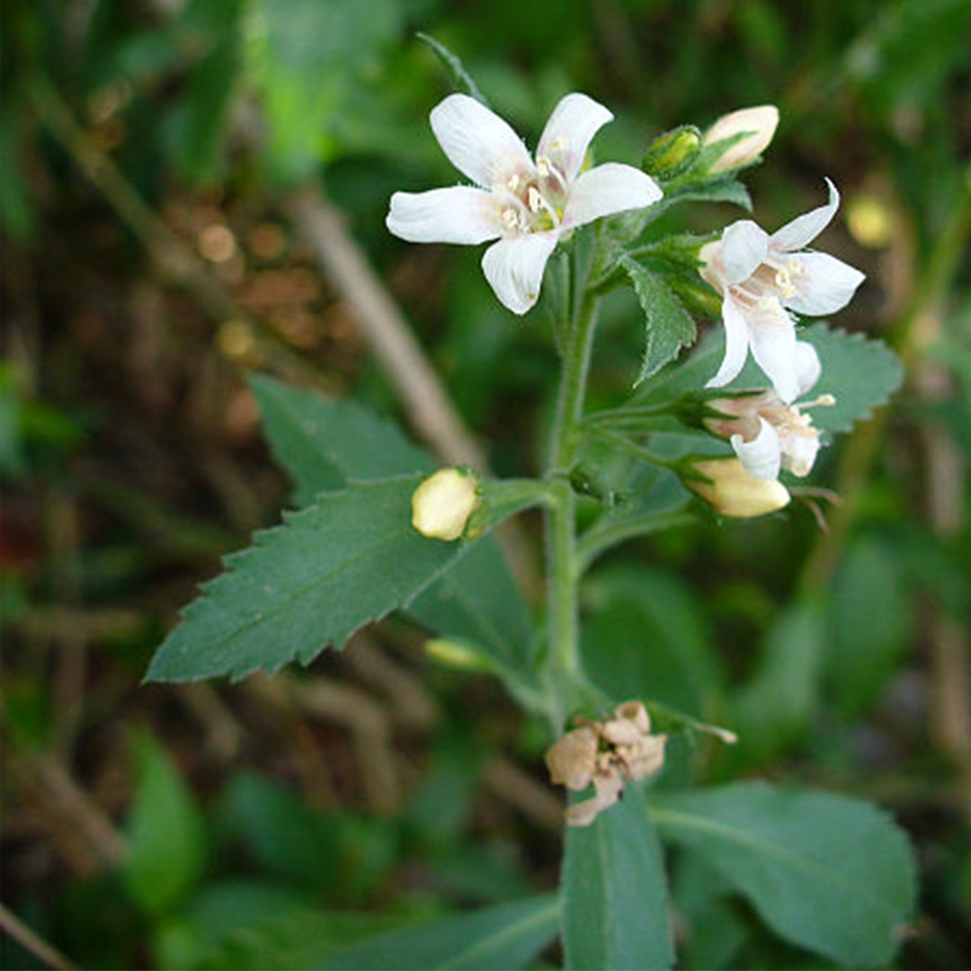 Capraria Flower, Leaf, Care, Uses - PictureThis