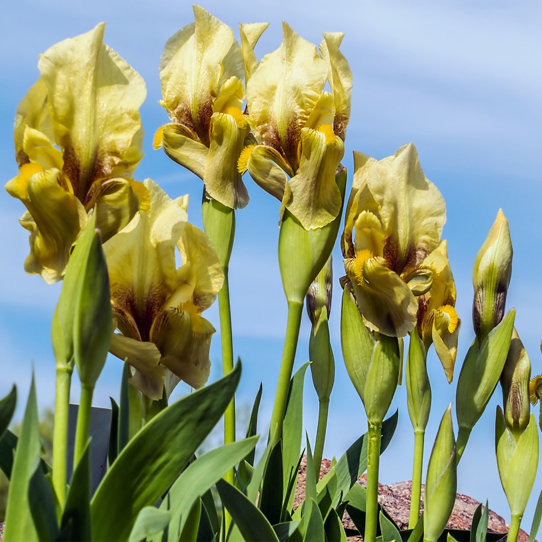 Iris reichenbachii - PictureThis