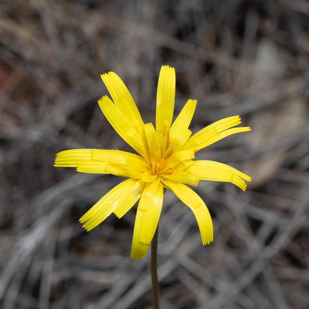 Microseris lanceolata - PictureThis
