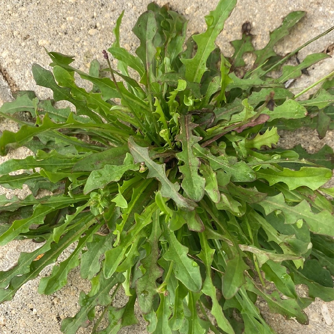 Hawkbits Care (Watering, Fertilize, Pruning, Propagation) - PictureThis