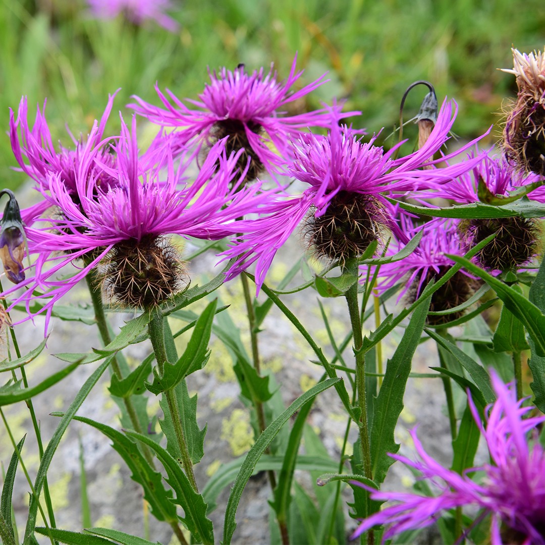 Centaureas (Centaurea) - PictureThis