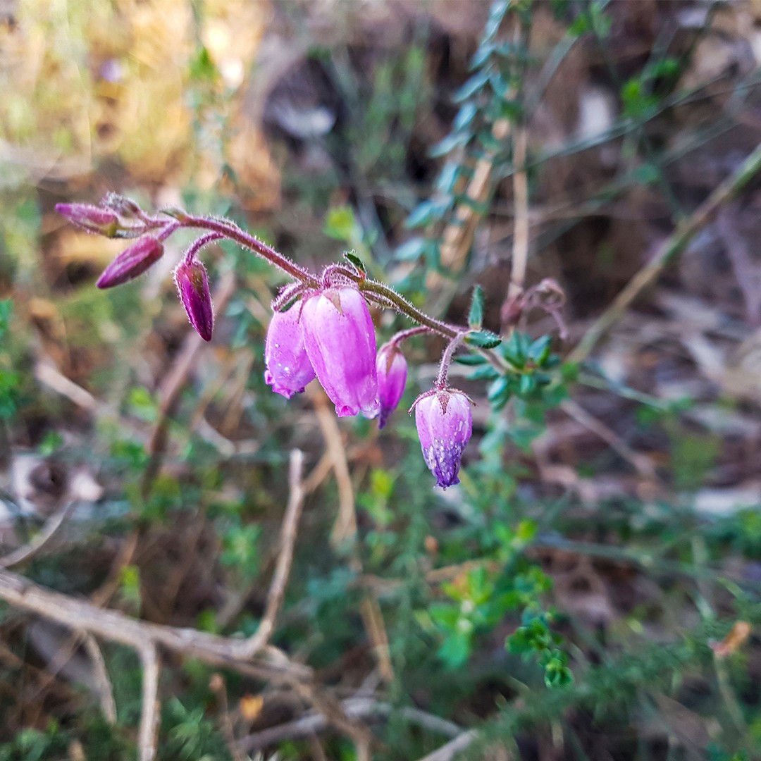 Daboecia Flower, Leaf, Care, Uses - PictureThis