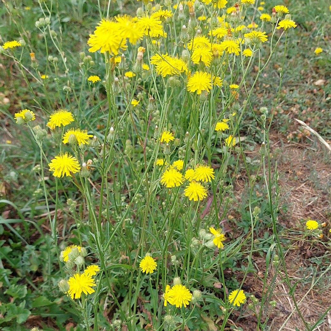 Cerraja peluda (Crepis setosa) - PictureThis