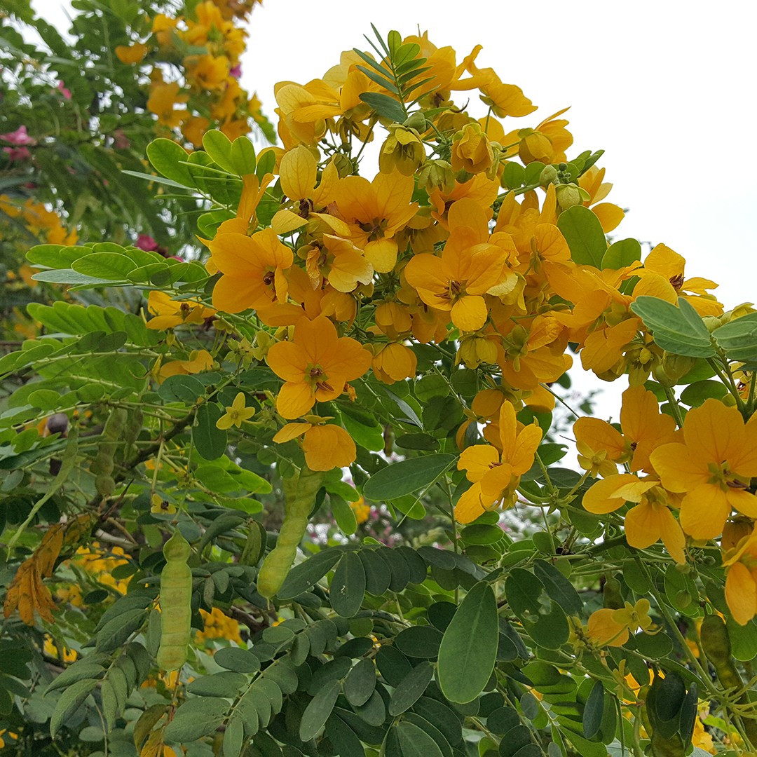 Senna sulfurea Entretien (Arrosage, Croissance, Maladie) - PictureThis