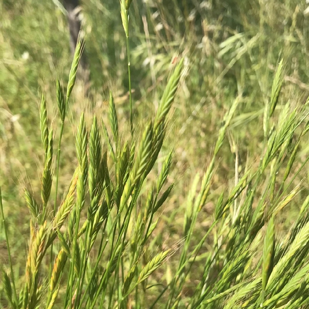 Purple false brome (Brachypodium distachyon) Flower, Leaf, Care, Uses ...