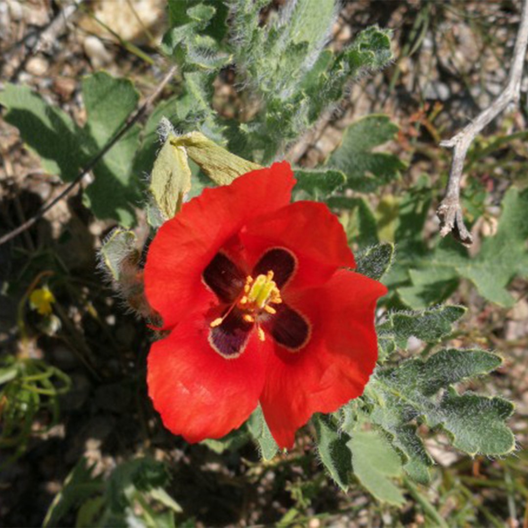 Horned poppies (Glaucium) Flower, Leaf, Care, Uses - PictureThis