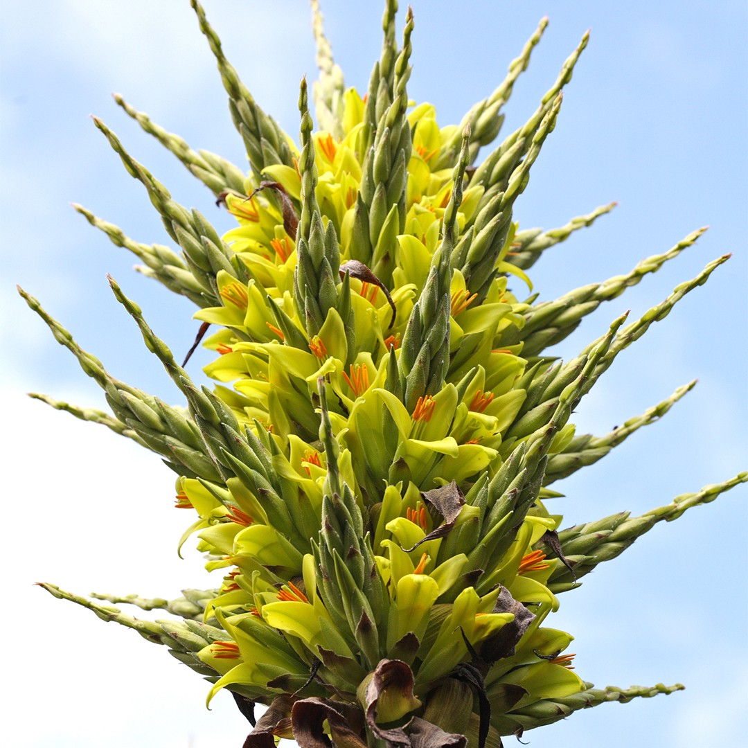 Yellow flowered chagual (Puya chilensis) Flower, Leaf, Care, Uses ...