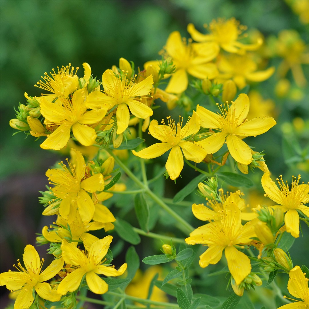 Pericón (Hypericum perfoliatum) - PictureThis