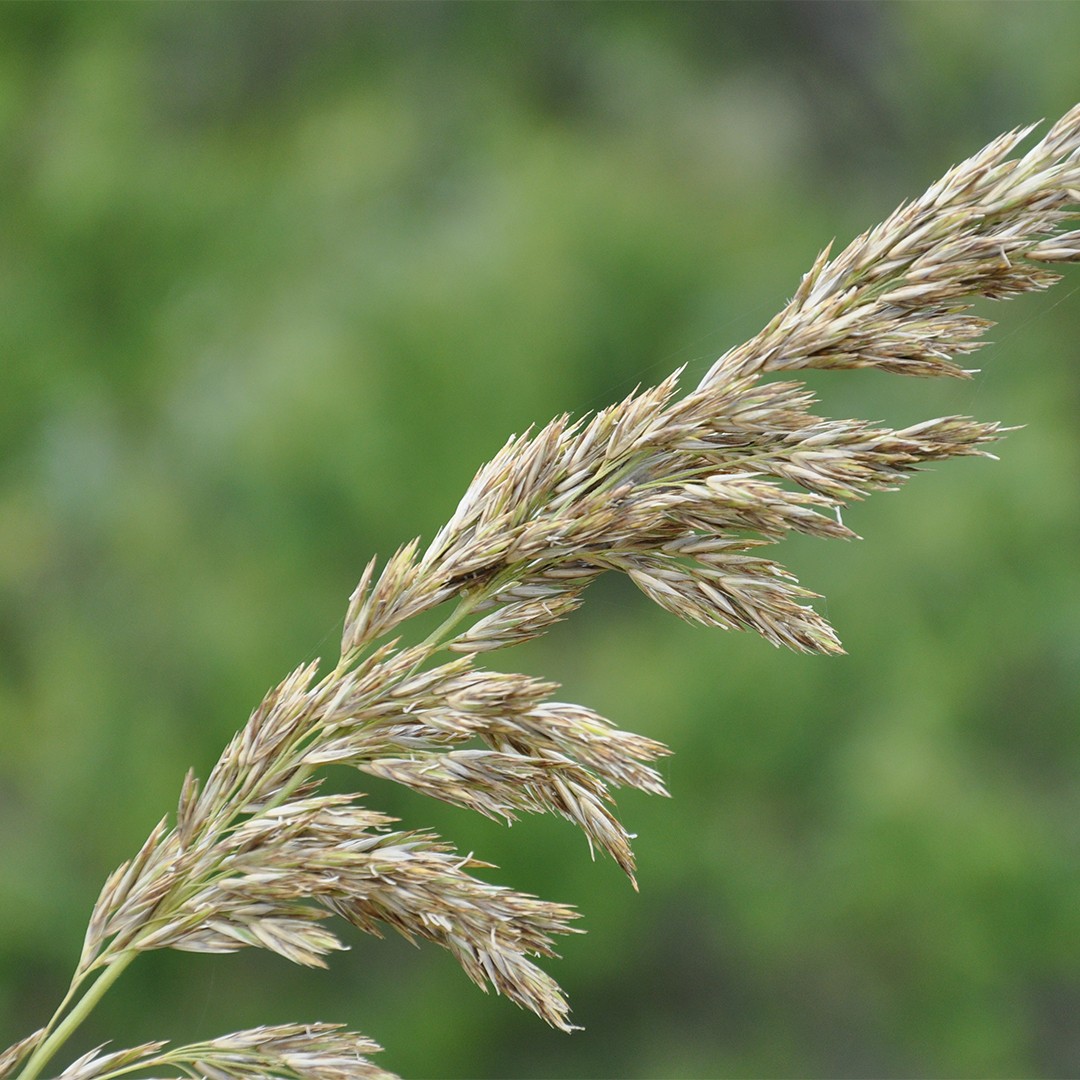 Mauritanian grass (Ampelodesmos) Flower, Leaf, Care, Uses - PictureThis
