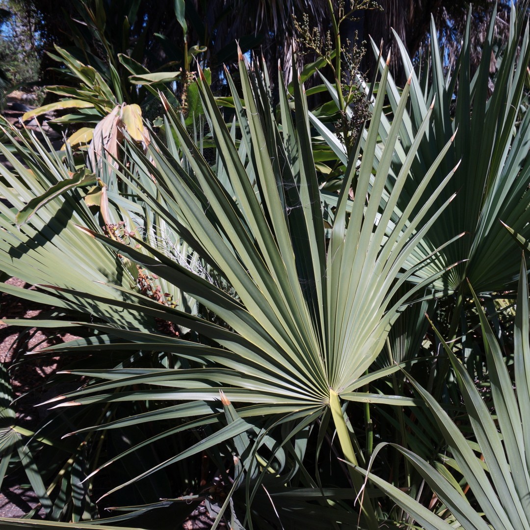 사발속 (Sabal) - PictureThis