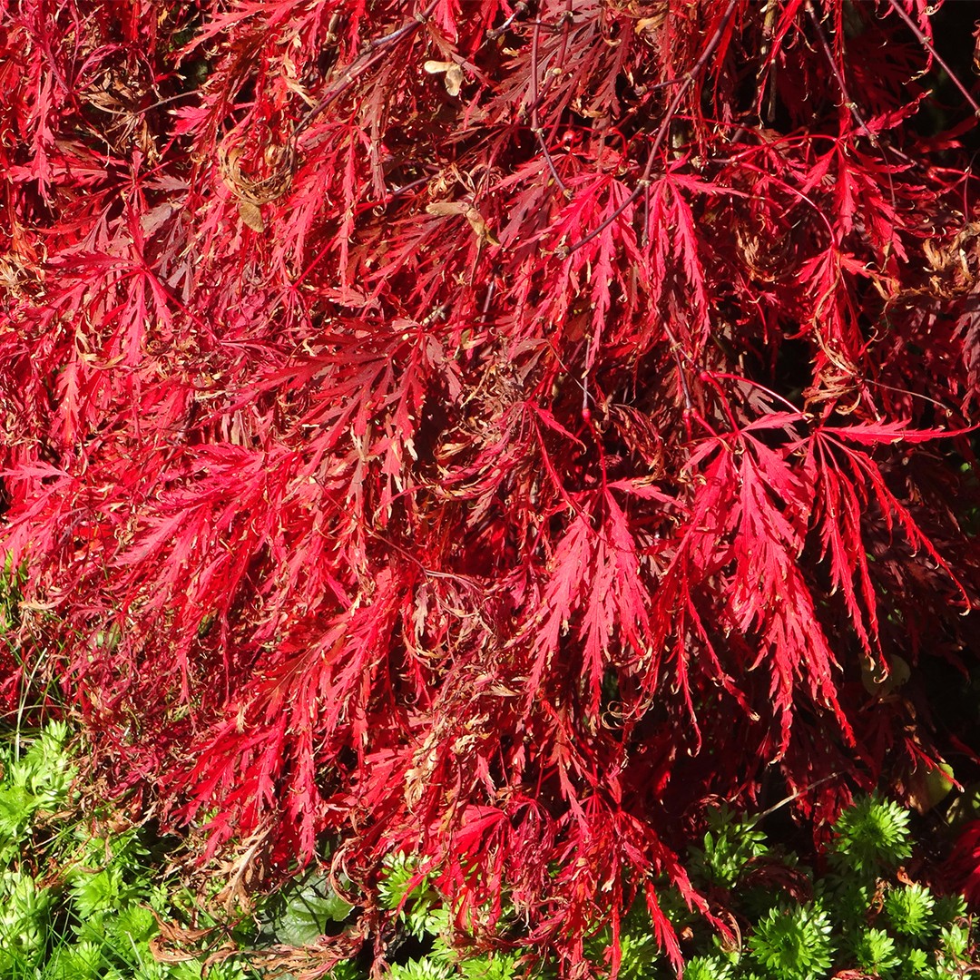 Acer palmatum 'Dissectum Atropurpureum' - PictureThis