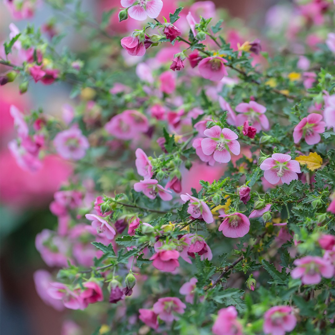 How to Transplant African mallow? (Ideal time, Methods, and Post Care)