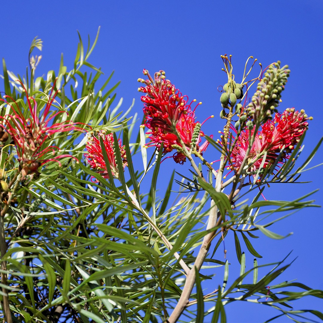Where To Place Red silky oak In Feng Shui? (Characteristics, Direction ...
