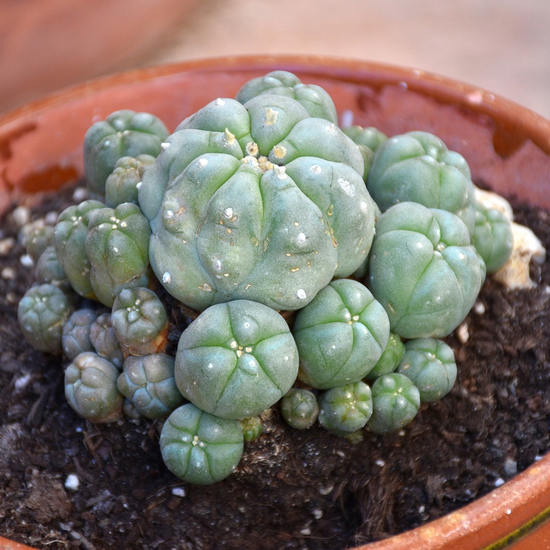 Lophophora Care (Watering, Fertilize, Pruning, Propagation) - PictureThis