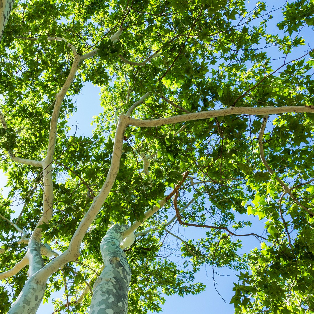 Plane trees Care (Watering, Fertilize, Pruning, Propagation) - PictureThis