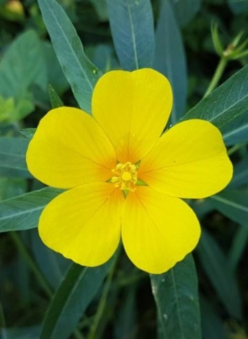 Ludwigia grandiflora - PictureThis