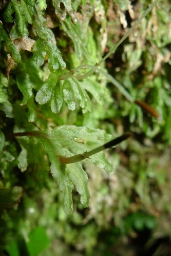 Symphyogyna hymenophyllum - PictureThis