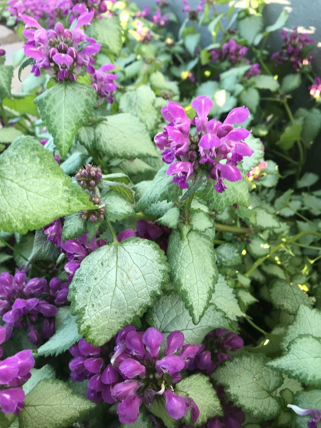 Lamium maculatum 'Red Nancy' Flower, Leaf, Uses - PictureThis