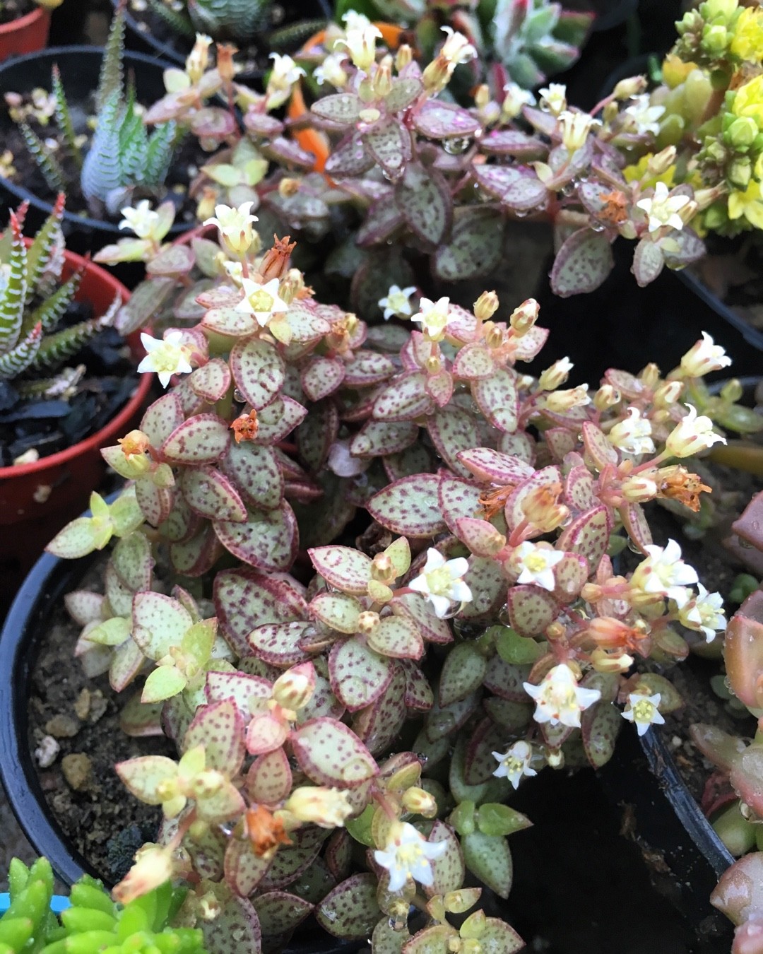 Crassula volkensii - PictureThis