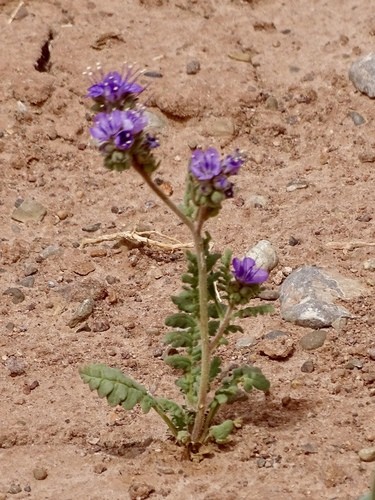 Phacelia - PictureThis