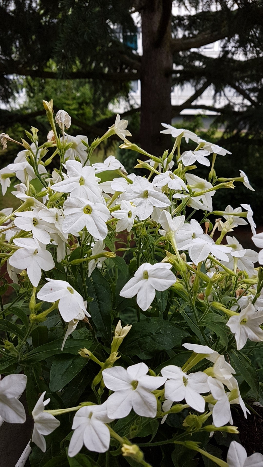 Nicotiana alata 'Grandiflora' - PictureThis