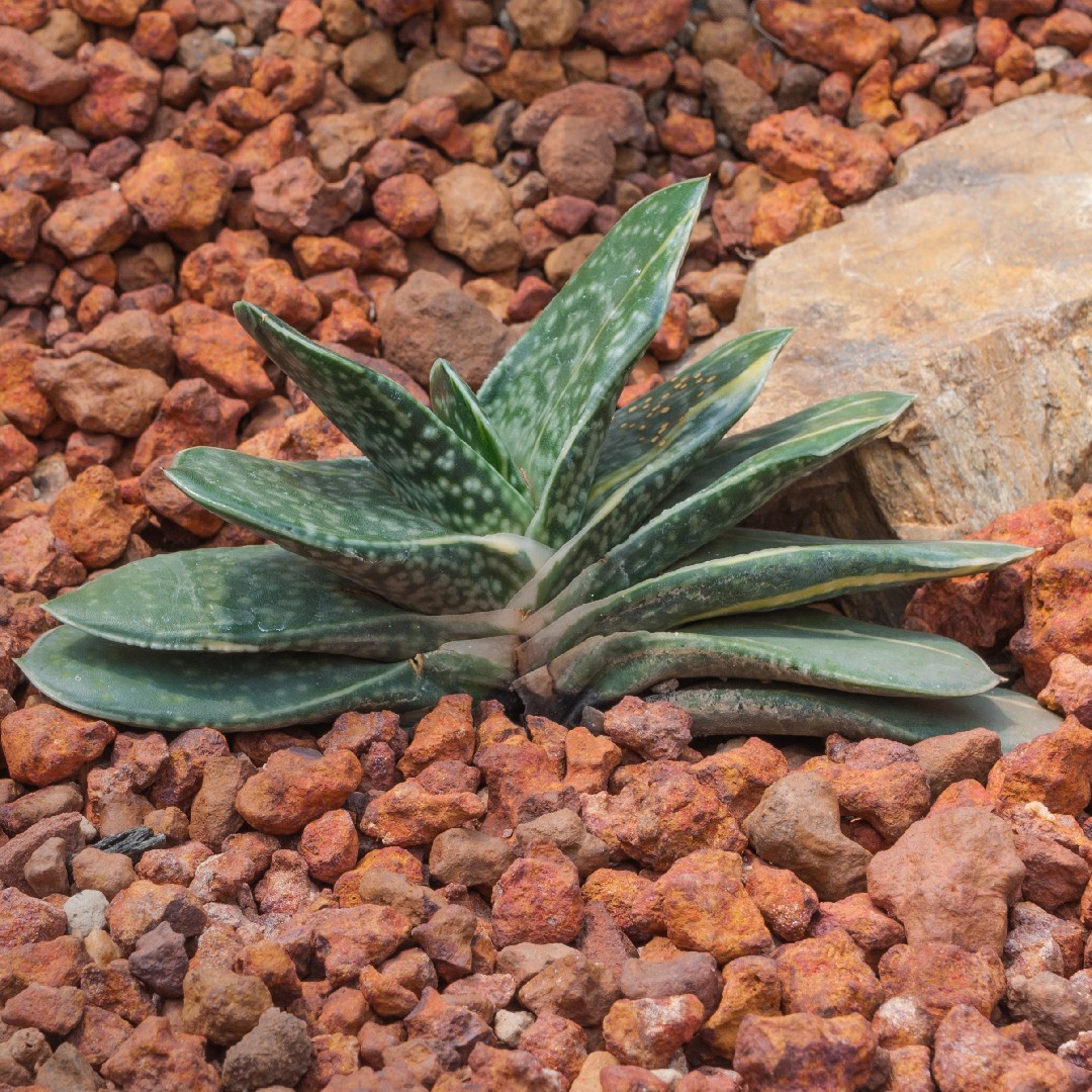 O gasteria minima é suculento? - PictureThis
