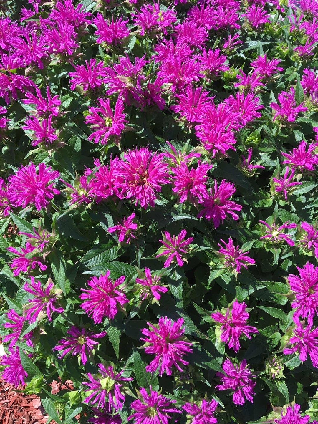 Monarda didyma 'Pardon My Purple' - PictureThis