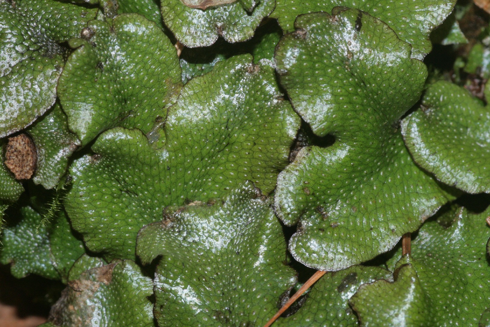 Conocephalum conicum - PictureThis