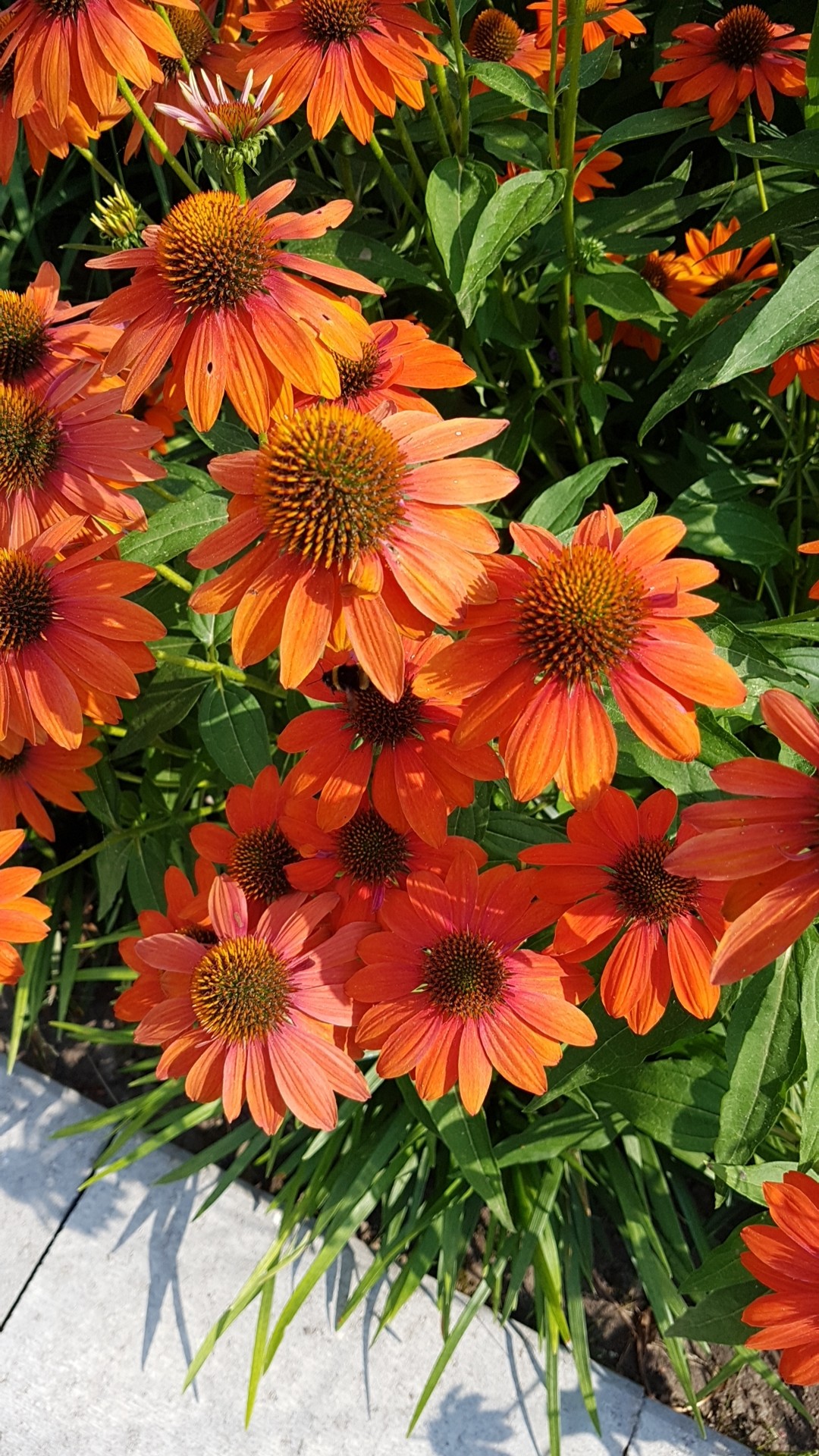 Echinacea 'Sombrero Adobe Orange' Flower, Leaf, Uses - PictureThis