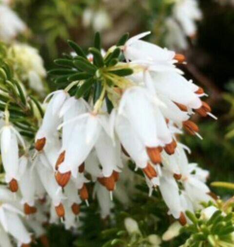 Erica carnea f. alba 'Whitehall' - PictureThis