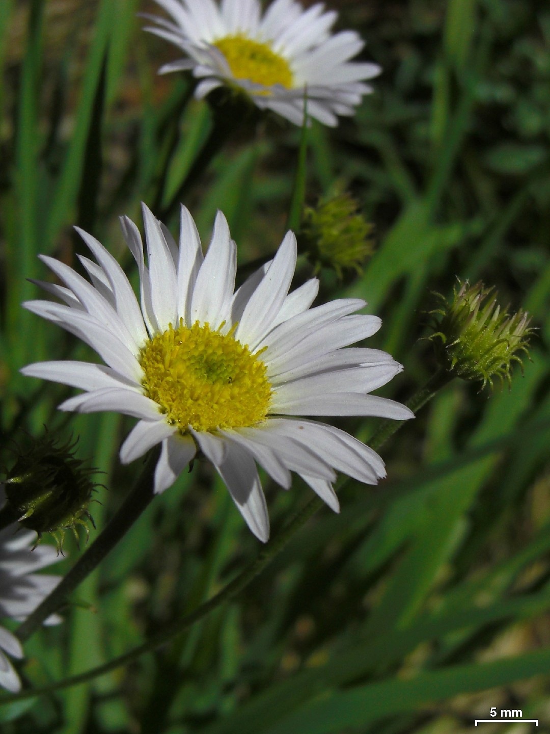 Erigeron (Erigeron) - PictureThis
