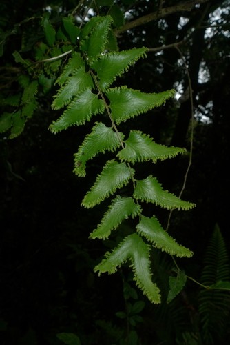 Lygodium reticulatum Flower, Leaf, Uses - PictureThis