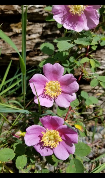 Paeonia veitchii - PictureThis