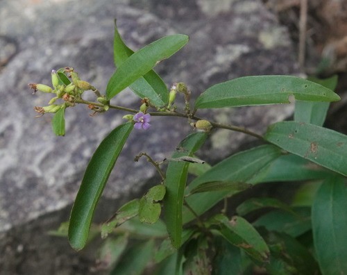 Helicteres angustifolia - PictureThis