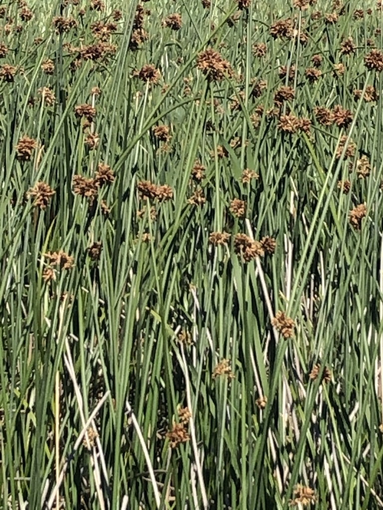 Cypéracées (Cyperaceae) - PictureThis