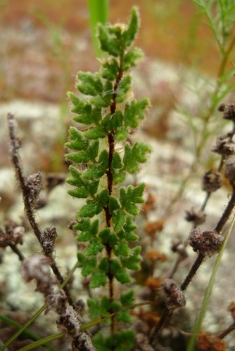Cheilanthes distans 花言葉，学名，よくある質問 - PictureThis